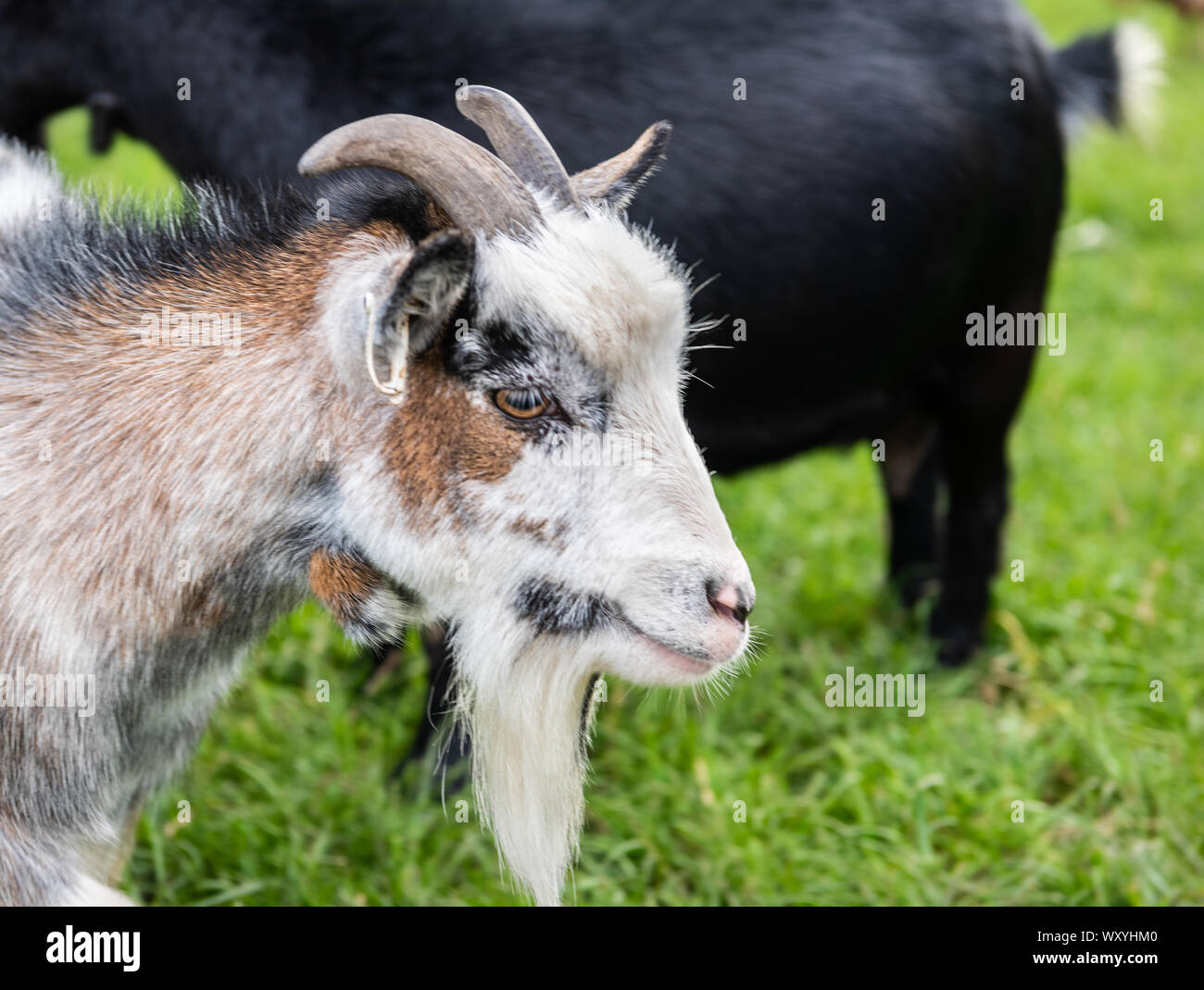 Pygmy goat Portrait Stock Photo - Alamy