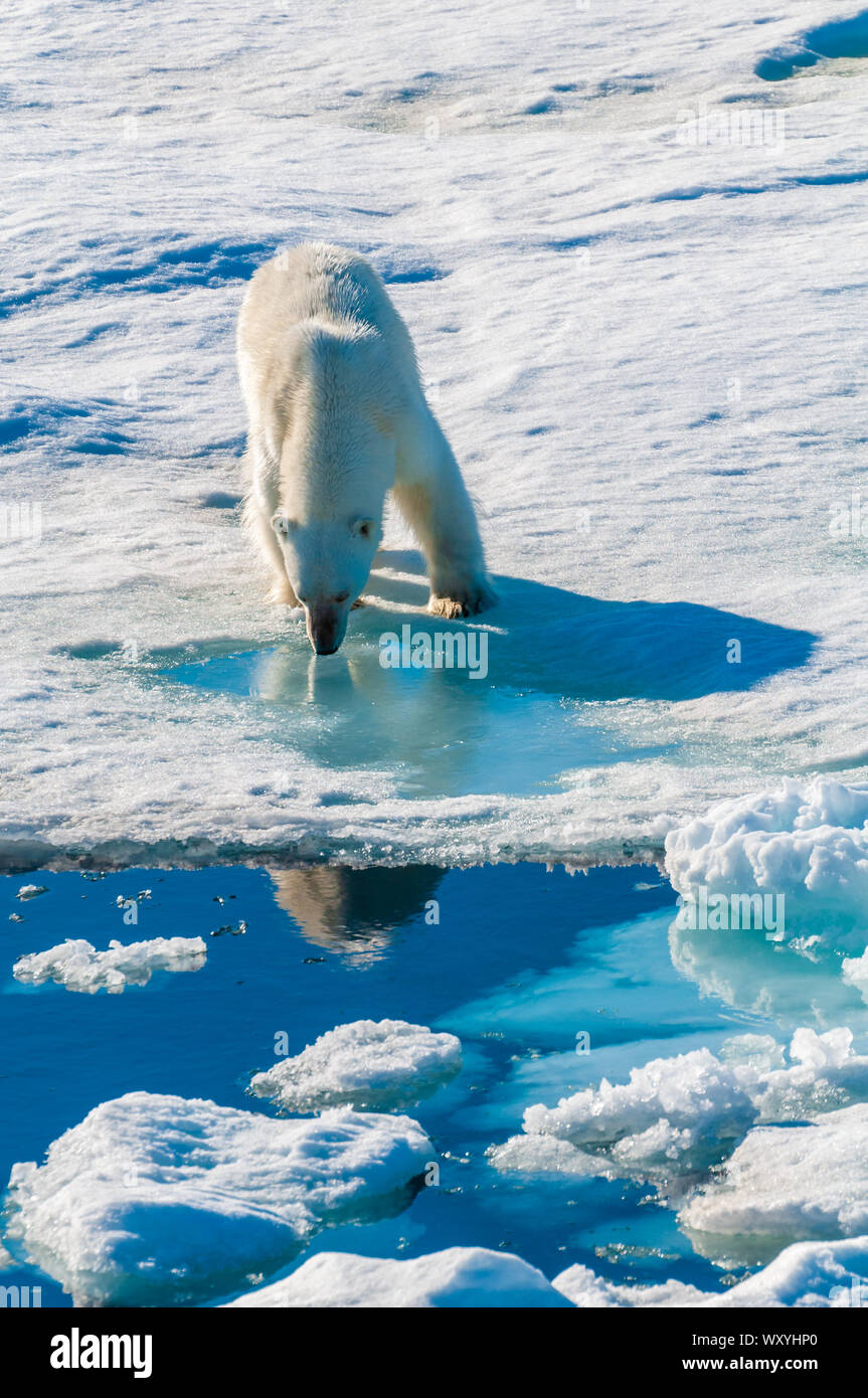 Large polar bear walking on the ice pack in the Arctic Circle ...