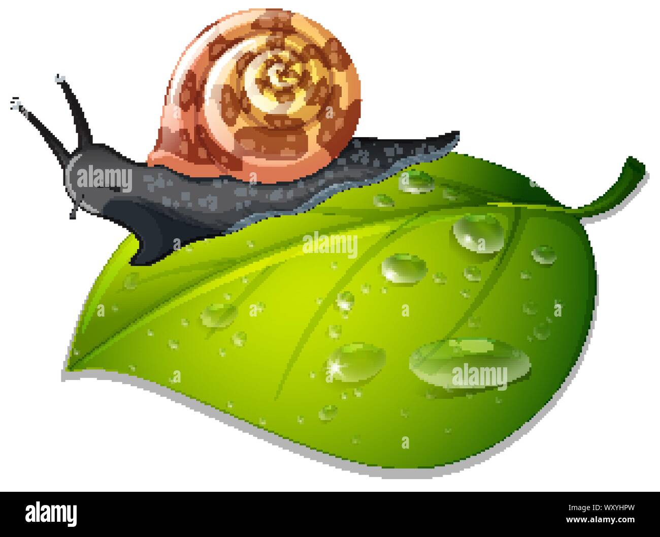 Snail crawling on green leaf illustration Stock Vector Image & Art - Alamy