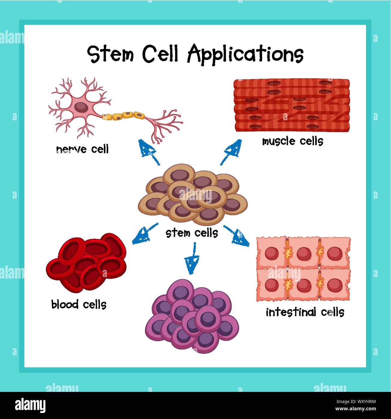 Scientific medical illustration of stem cell applications illustration ...
