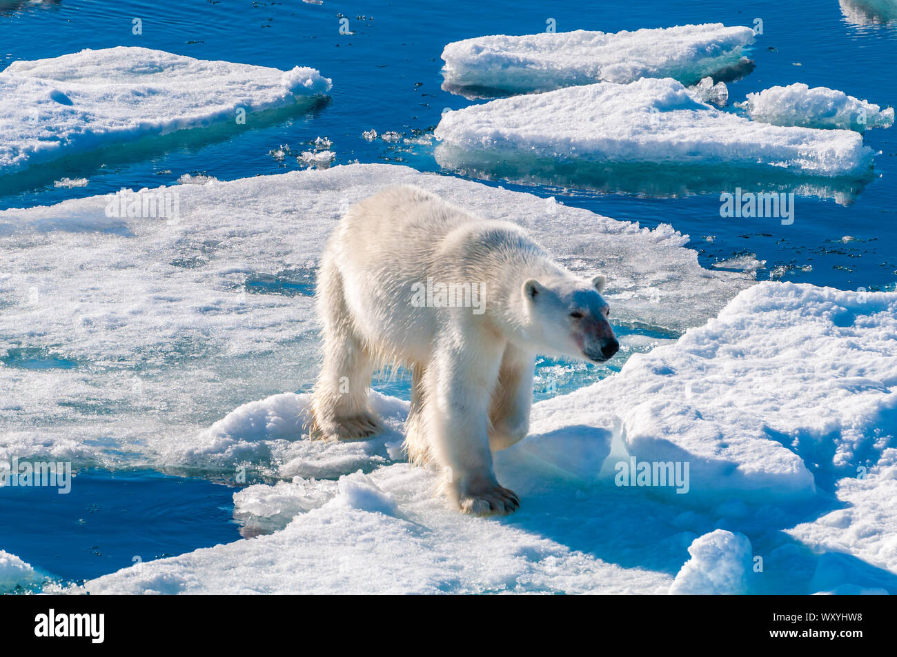 Large polar bear walking on the ice pack in the Arctic Circle ...