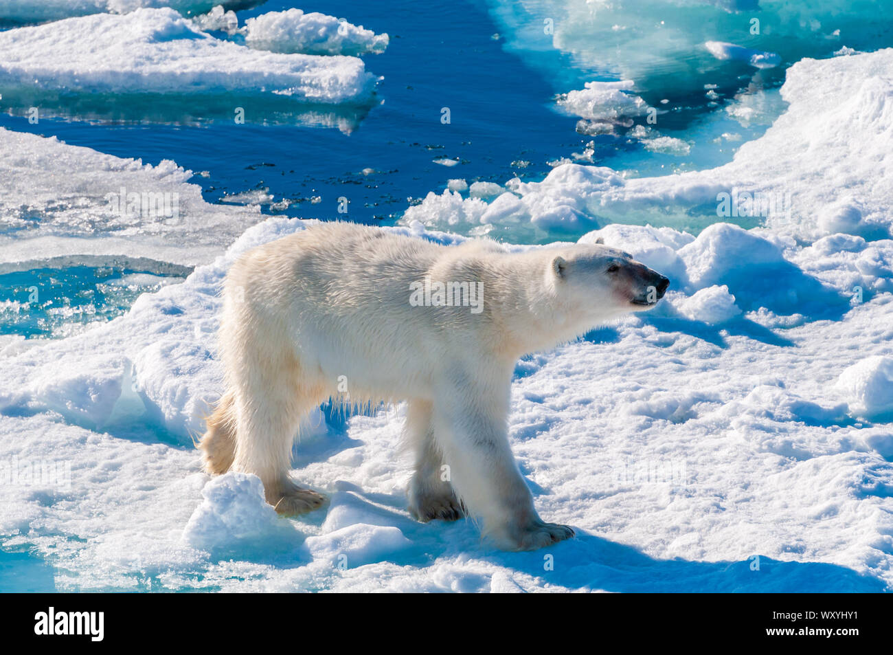 Large polar bear walking on the ice pack in the Arctic Circle ...
