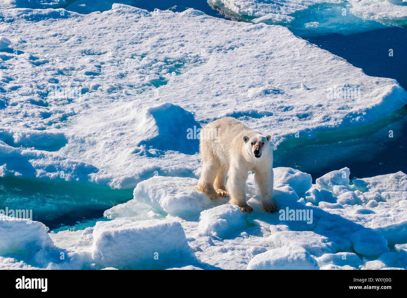 Large polar bear walking on the ice pack in the Arctic Circle ...