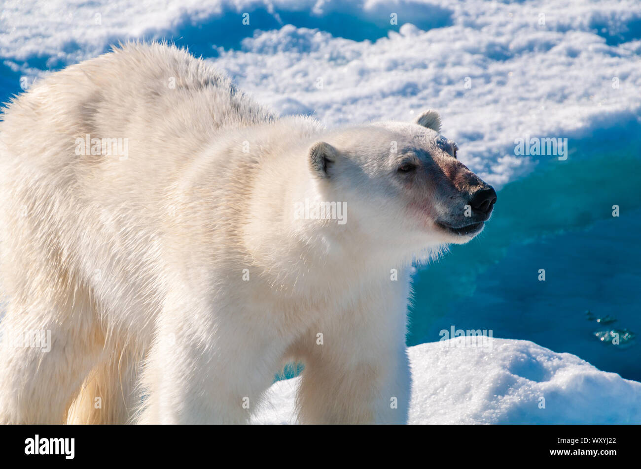 Large polar bear walking on the ice pack in the Arctic Circle ...