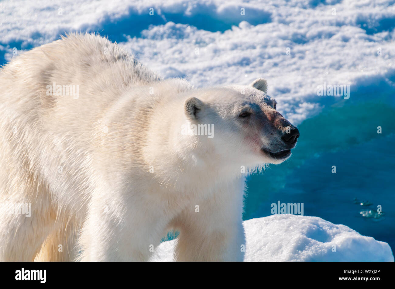 Large polar bear walking on the ice pack in the Arctic Circle ...