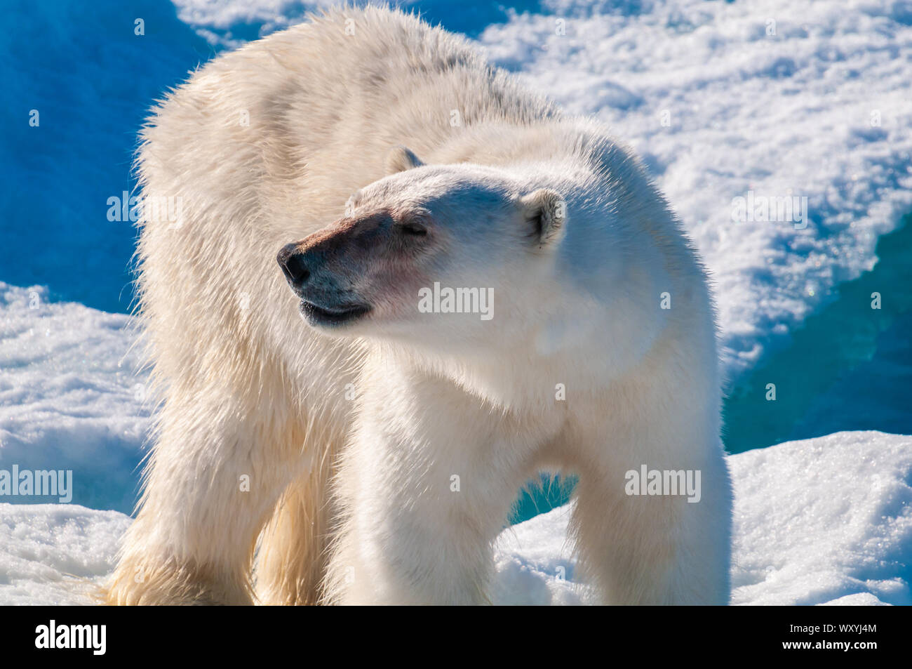 Large polar bear walking on the ice pack in the Arctic Circle ...