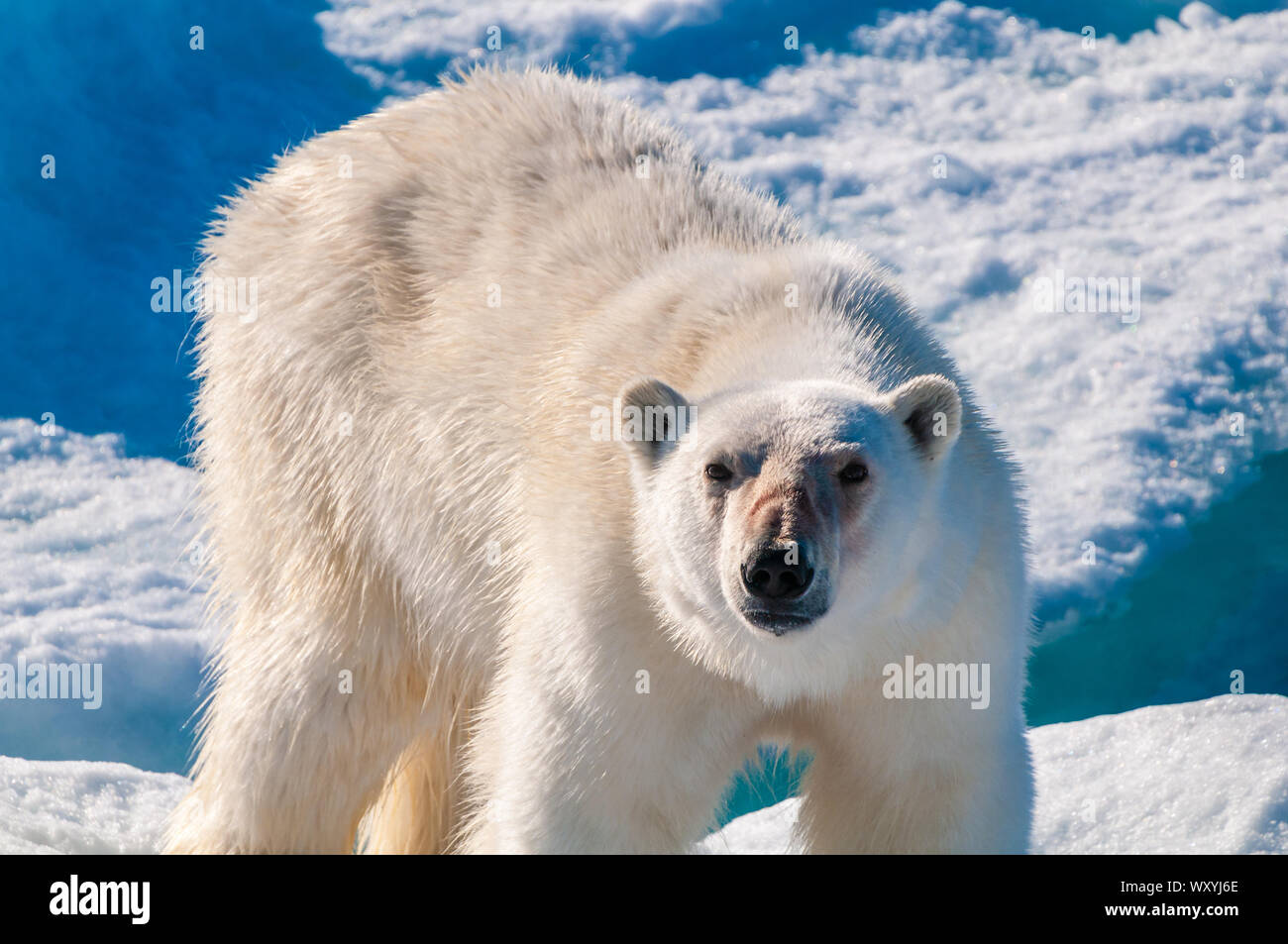 Large polar bear walking on the ice pack in the Arctic Circle ...