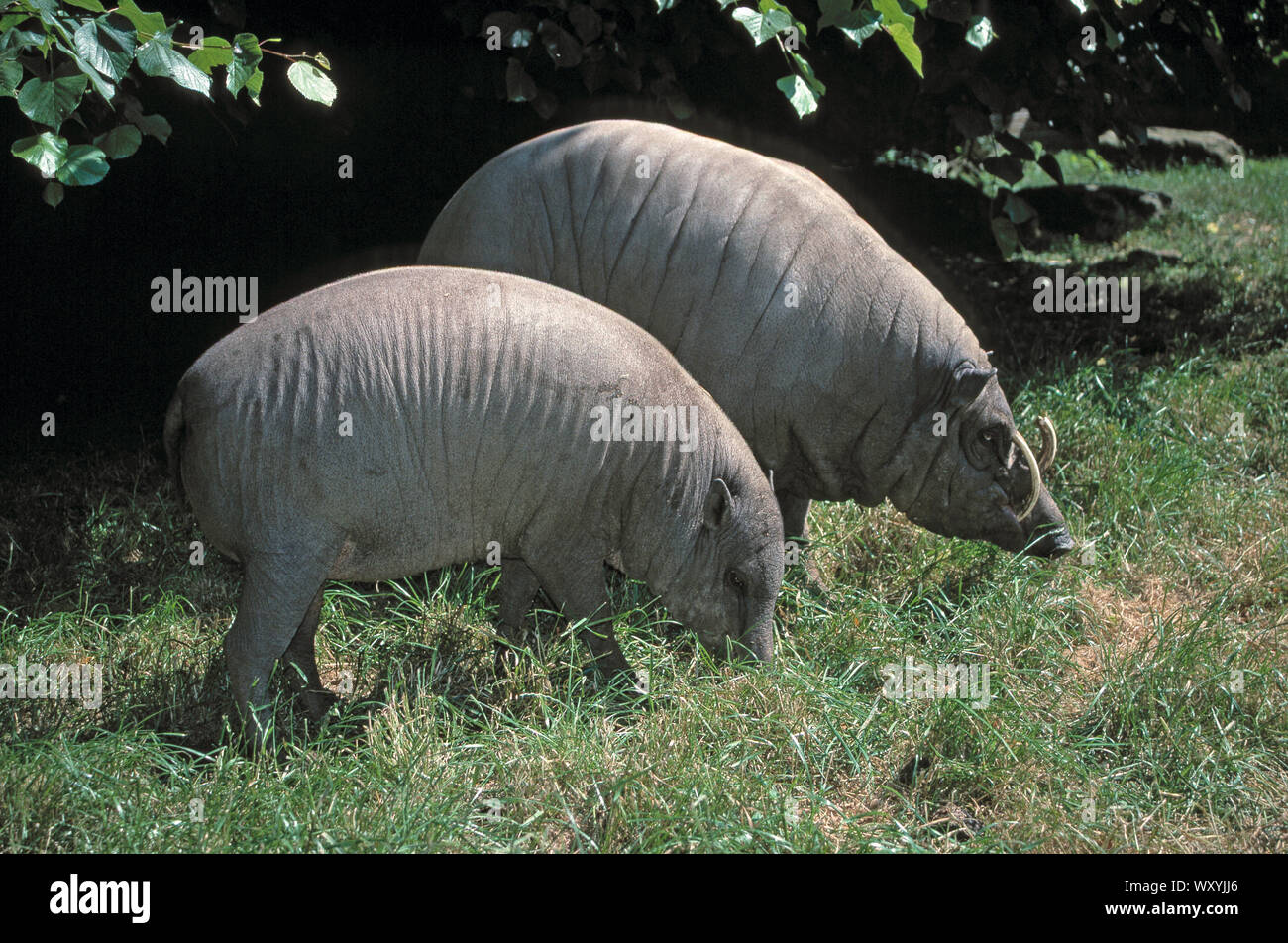 Male pig with tusks hi-res stock photography and images - Alamy