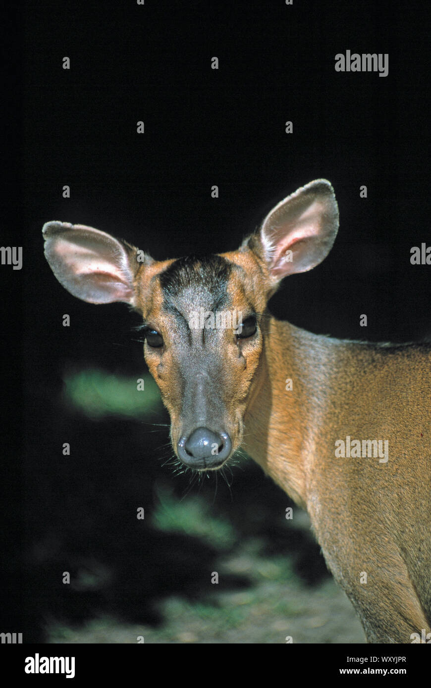 REEVE'S MUNTJAC female (Muntiacus reevesi). All senses alert. PORTRAIT ...