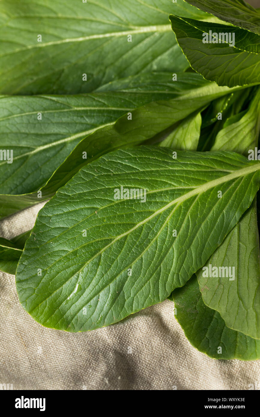 Raw Green Organic Chinese Gai Lan Ready to Cook Stock Photo - Alamy