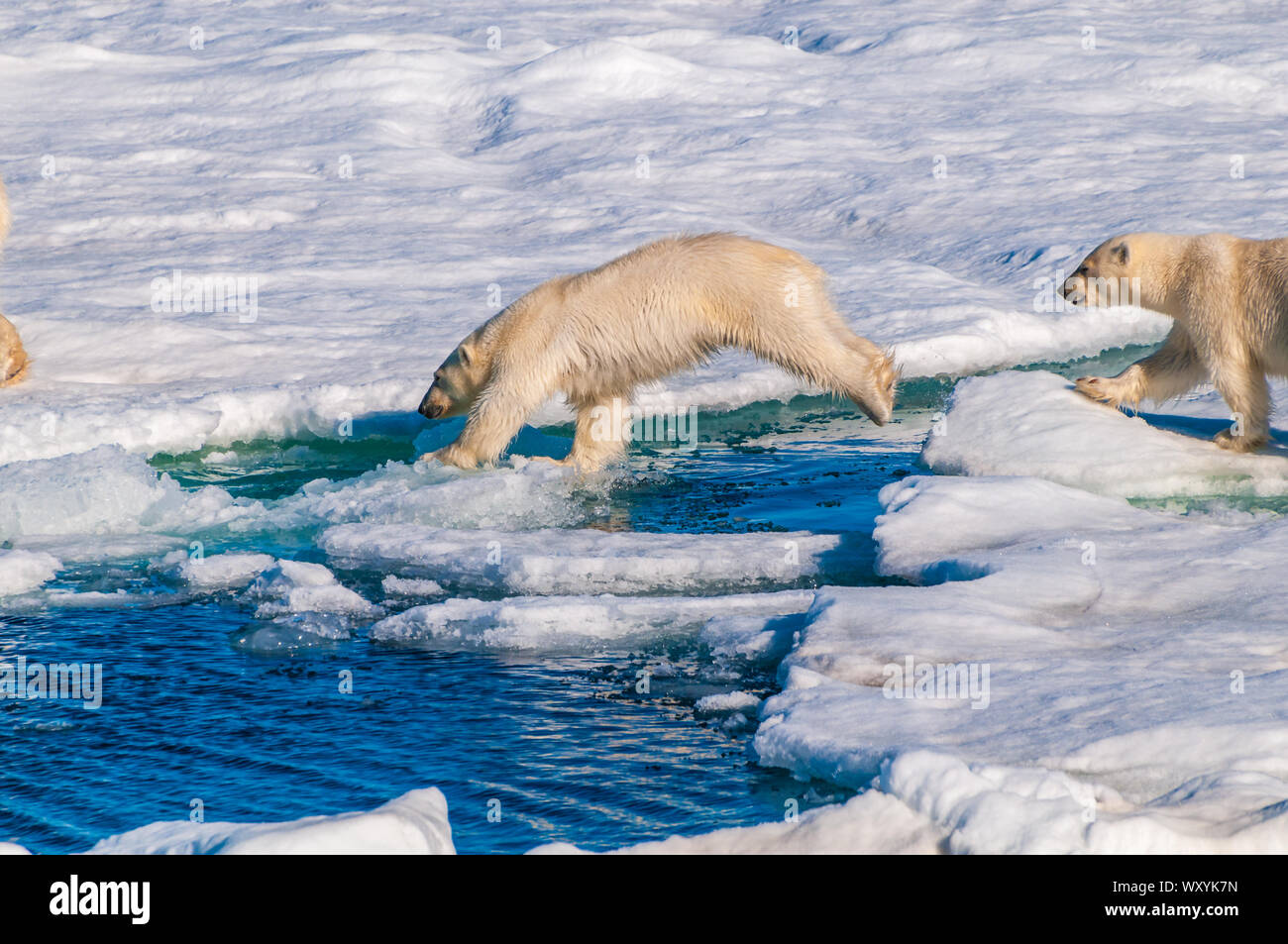 Polar bear cubs jumping over water on the ice pack in the Arctic Circle ...