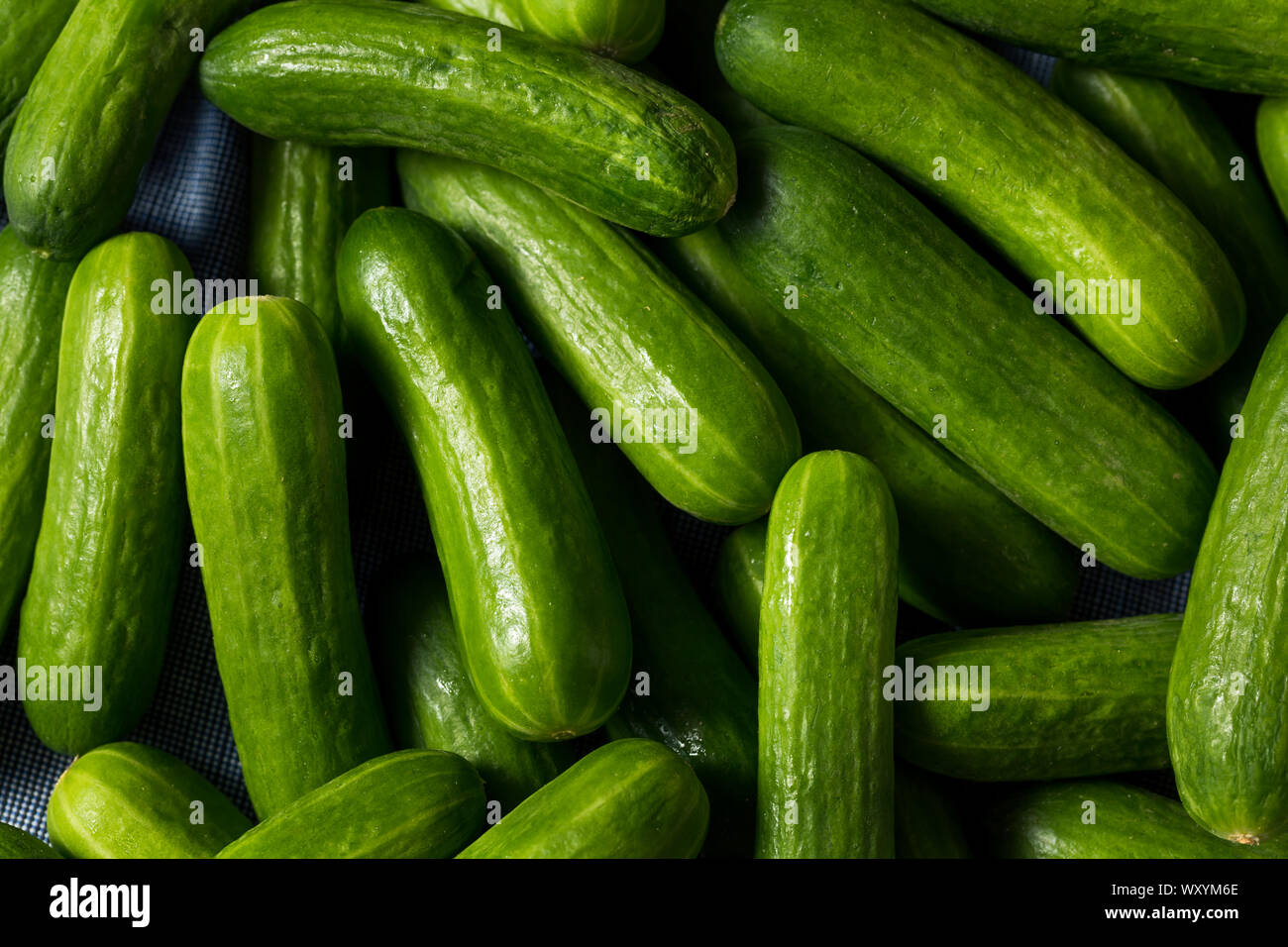 Raw Green Organic Mini Cocktail Cucumbers in a Bunch Stock Photo - Alamy