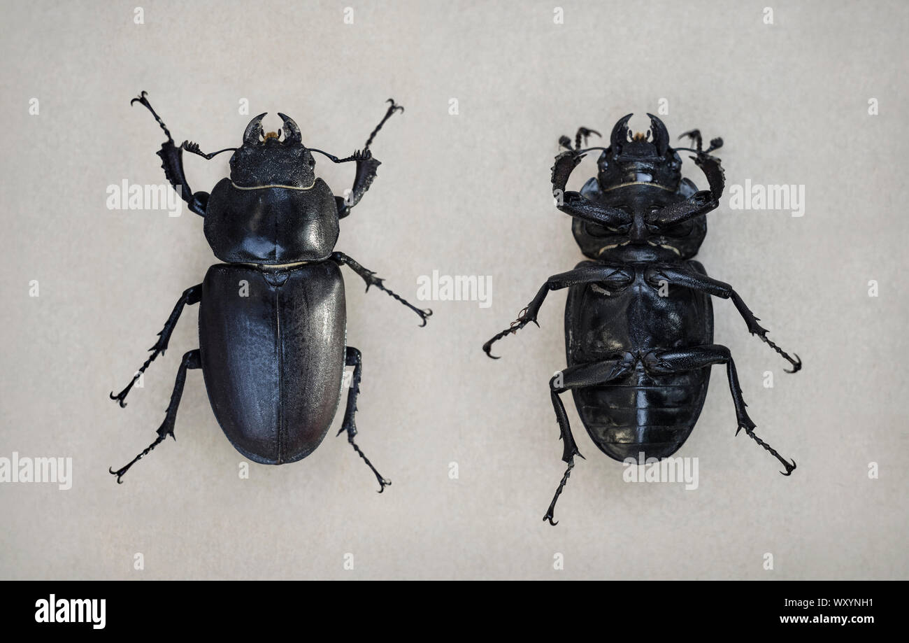 Female stag beetle hi-res stock photography and images - Alamy