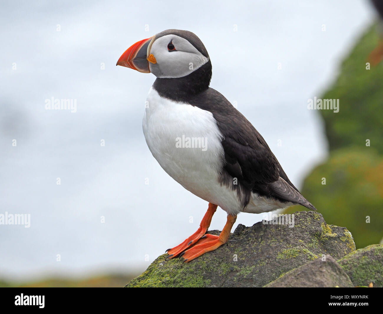 Atlantic puffin (Fratercula arctica) or Common Puffin on the Isle of ...