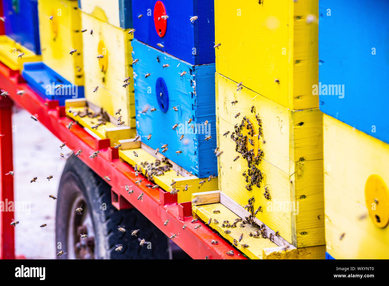 Bees flying to colored bee hives in Kosovo Stock Photo - Alamy