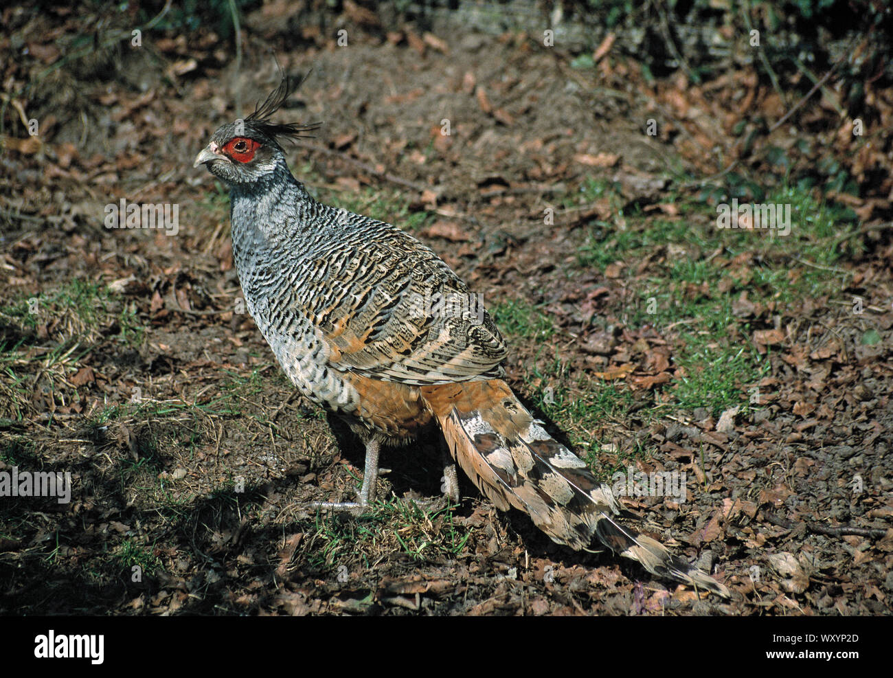 CHEER PHEASANT (Catreus wallichi). male Stock Photo - Alamy