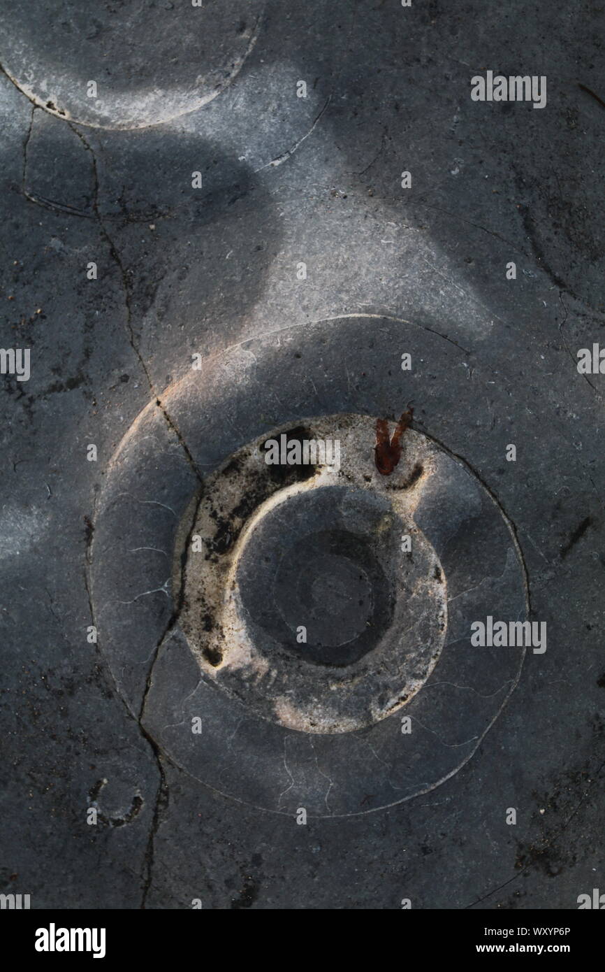 fossils embedded in stone on beach, Lyme Regis Stock Photo - Alamy