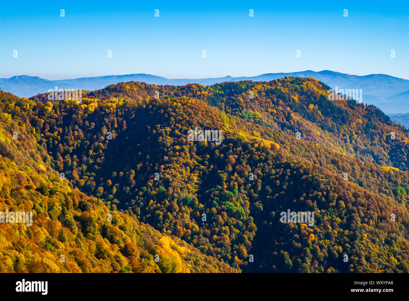 Scenic landscape with trees in mountain forest in autumn Stock Photo ...