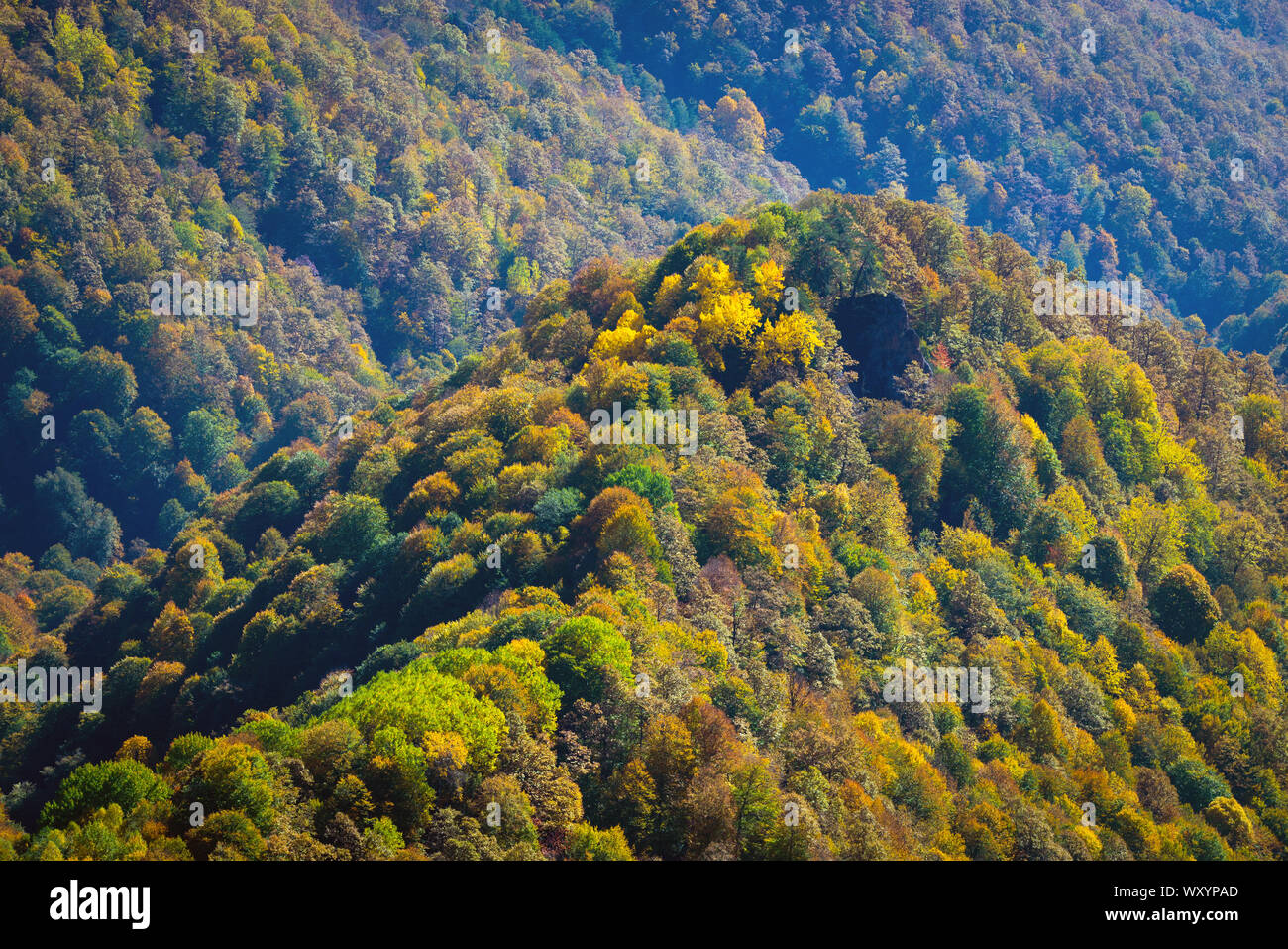 Scenic landscape with trees in mountain forest in autumn Stock Photo ...