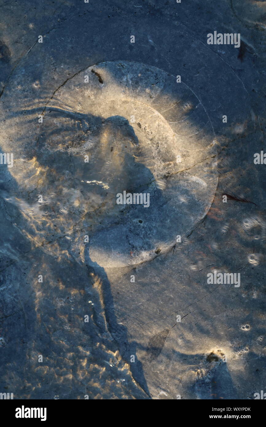 fossils embedded in stone on beach, Lyme Regis Stock Photo - Alamy