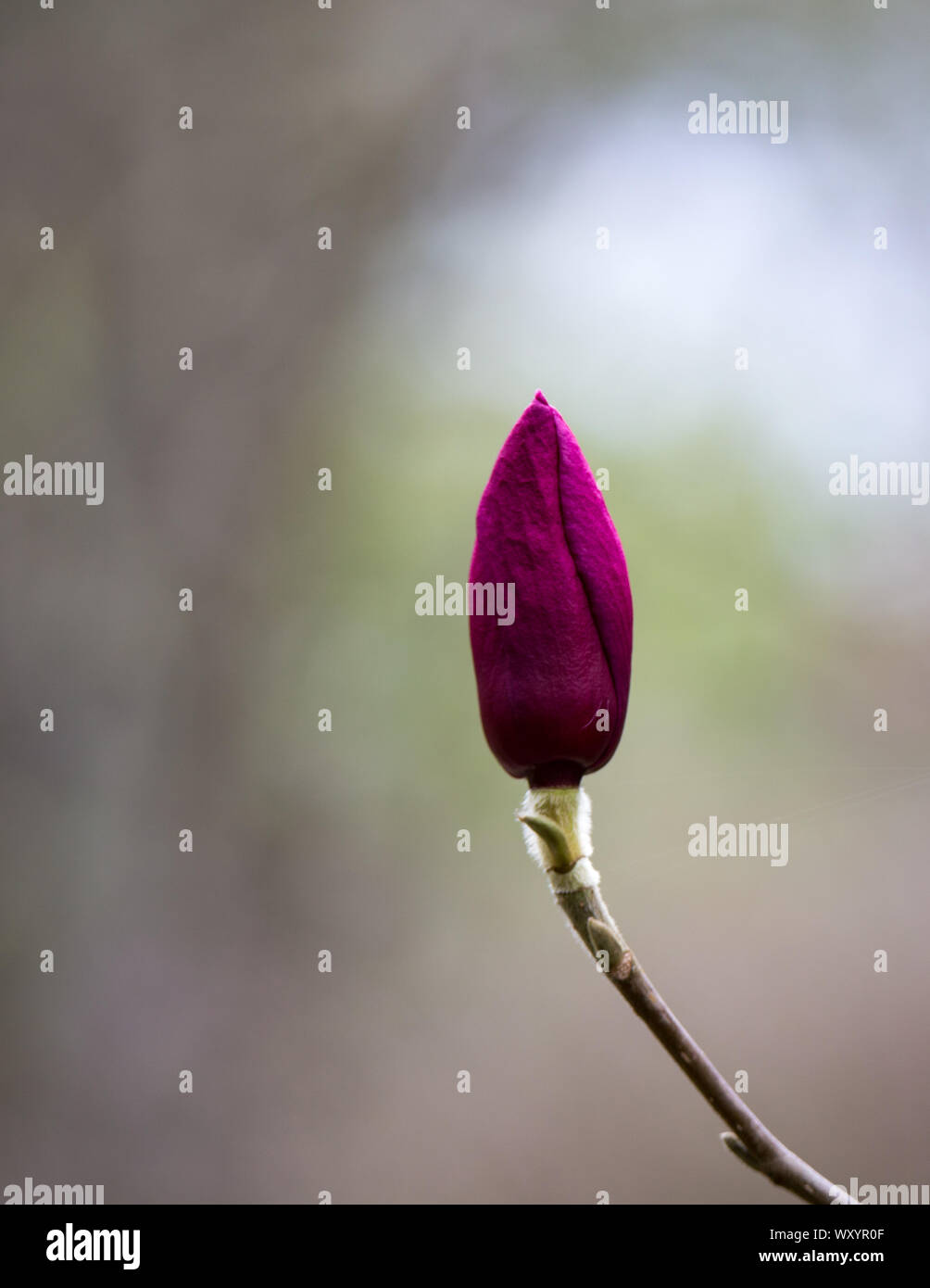 A beautiful dark magenta magnolia bud in spring against a blurred ...