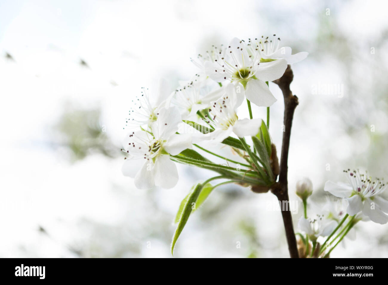Flowers in Spring Stock Photo - Alamy