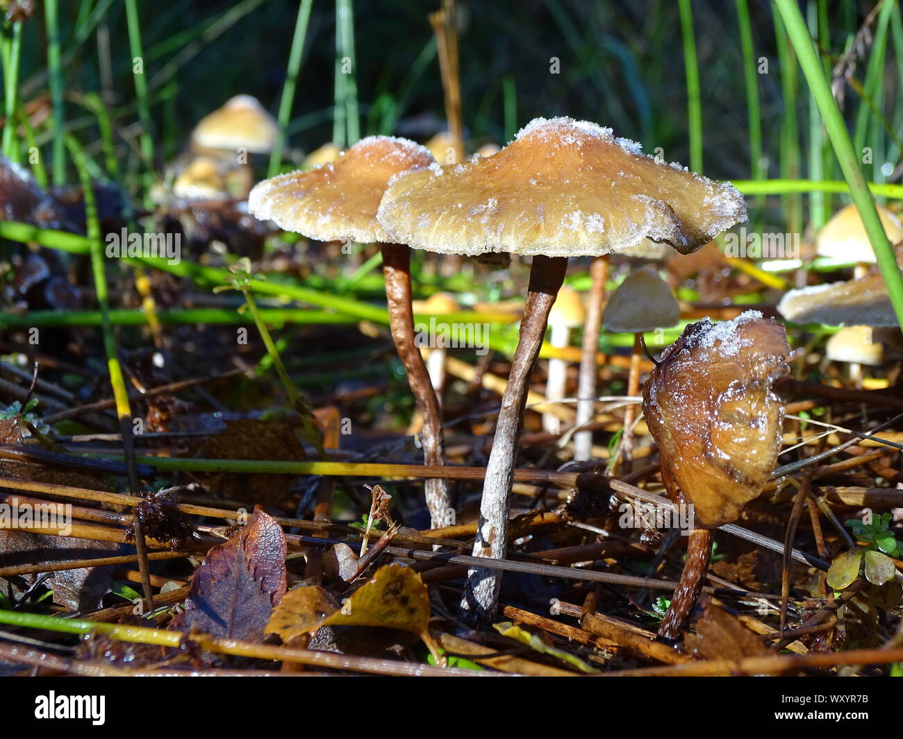 Frosty Frost Toadstools Scotland Winter Stock Photo - Alamy