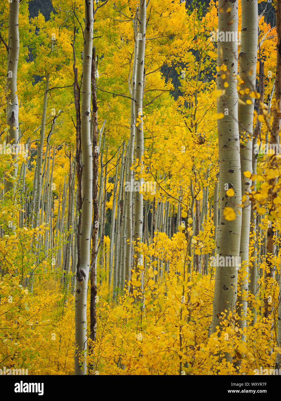 American aspen tree hi-res stock photography and images - Alamy