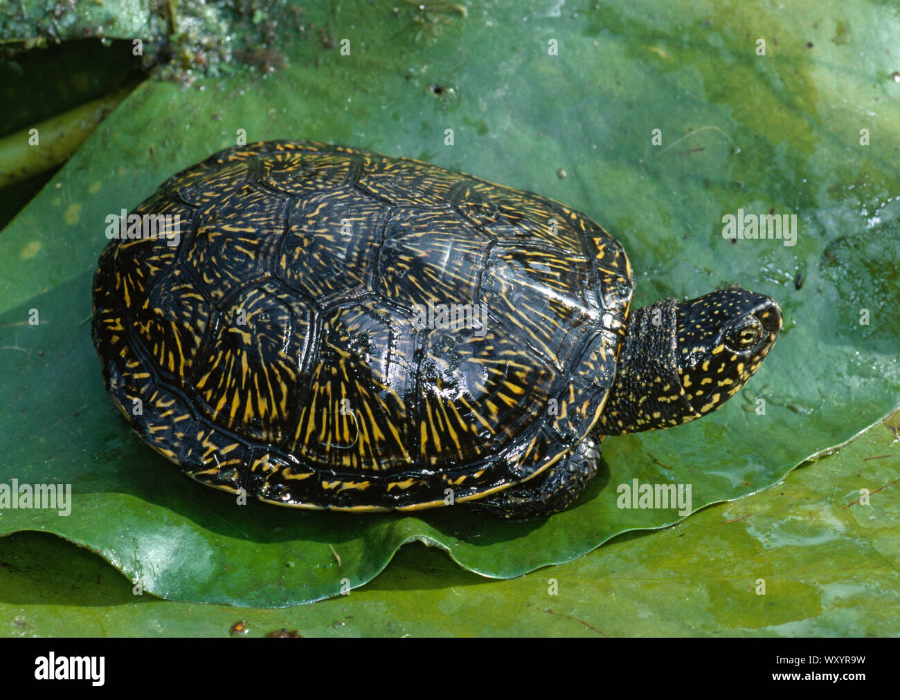 Corfu lily hi-res stock photography and images - Alamy