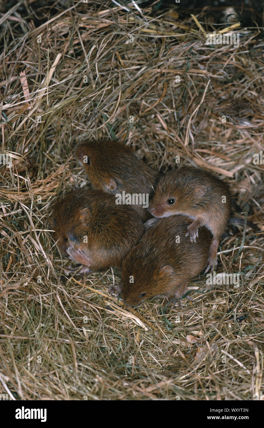 Harvest mice young hi-res stock photography and images - Alamy