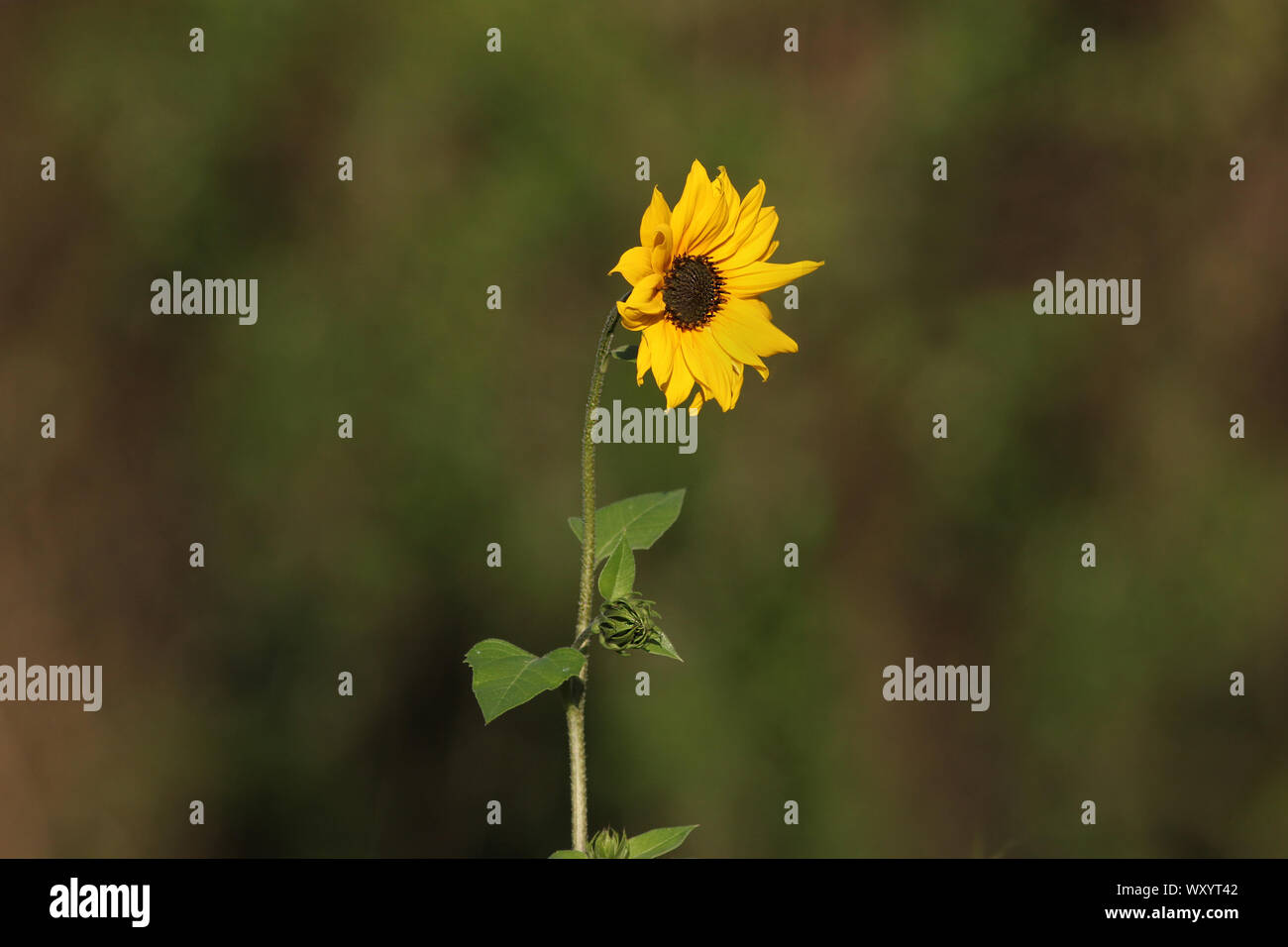 Small Sunflower Plant High Resolution Stock Photography and Images - Alamy
