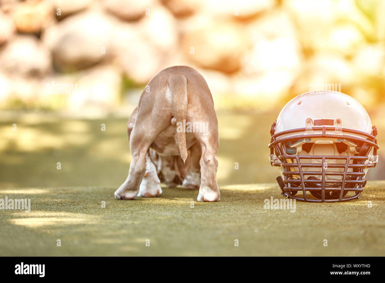 American football concept. A dog with a uniform of an American football ...