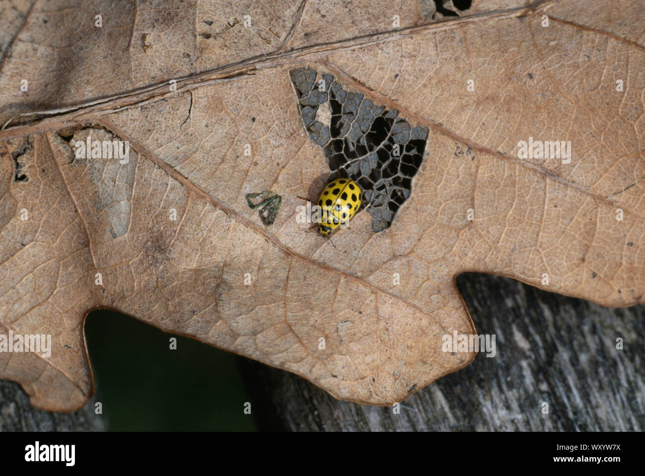Micraspis hi-res stock photography and images - Alamy