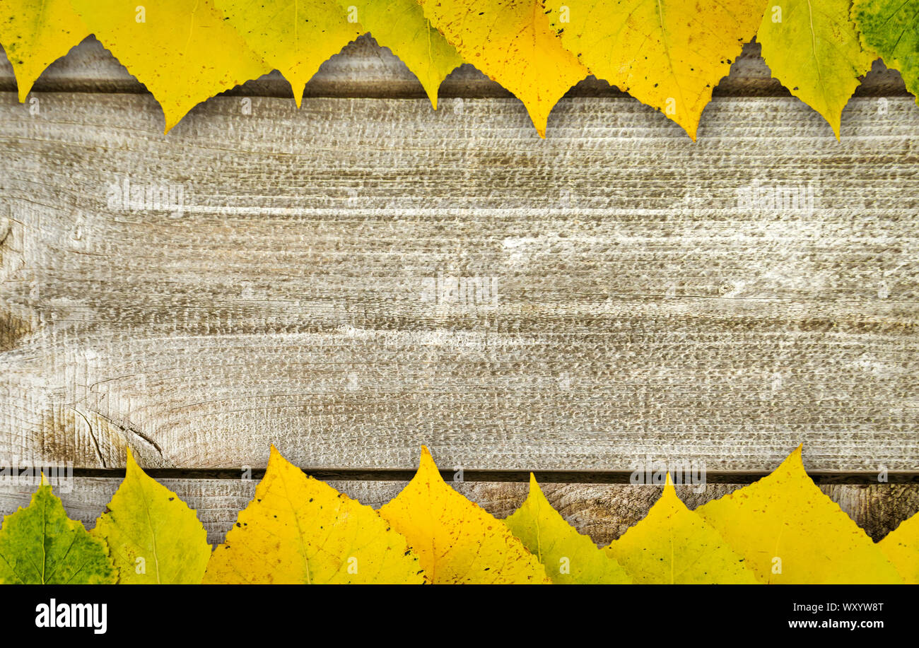Colorful yellow autumn leaves on rustic wooden table forming a frame ...