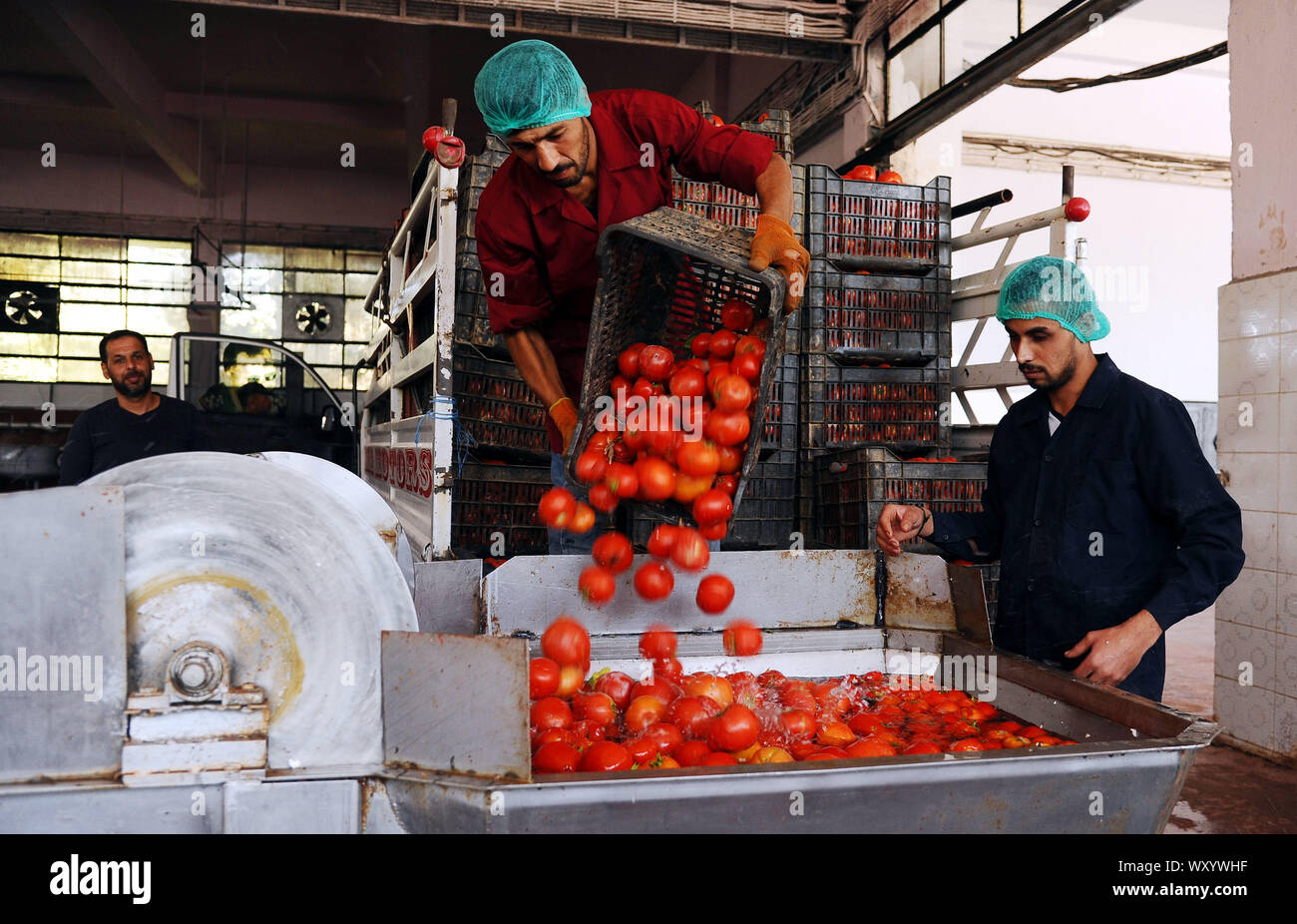 Damascus, Syria. 18th Sep, 2019. Syrian workers prepare tomatoes to make tomato paste in a ...