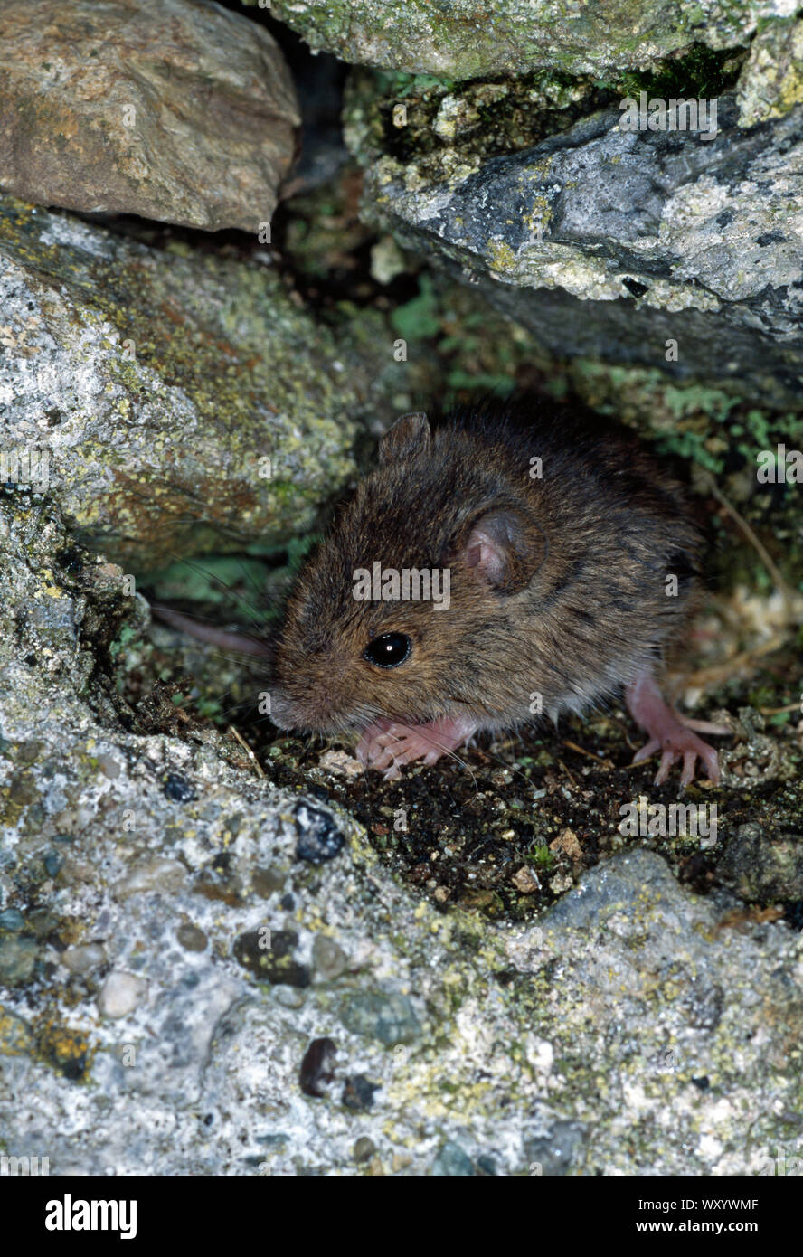 WOOD MOUSE young within a stone wall (Apodemus sylvaticus). Bardsey ...