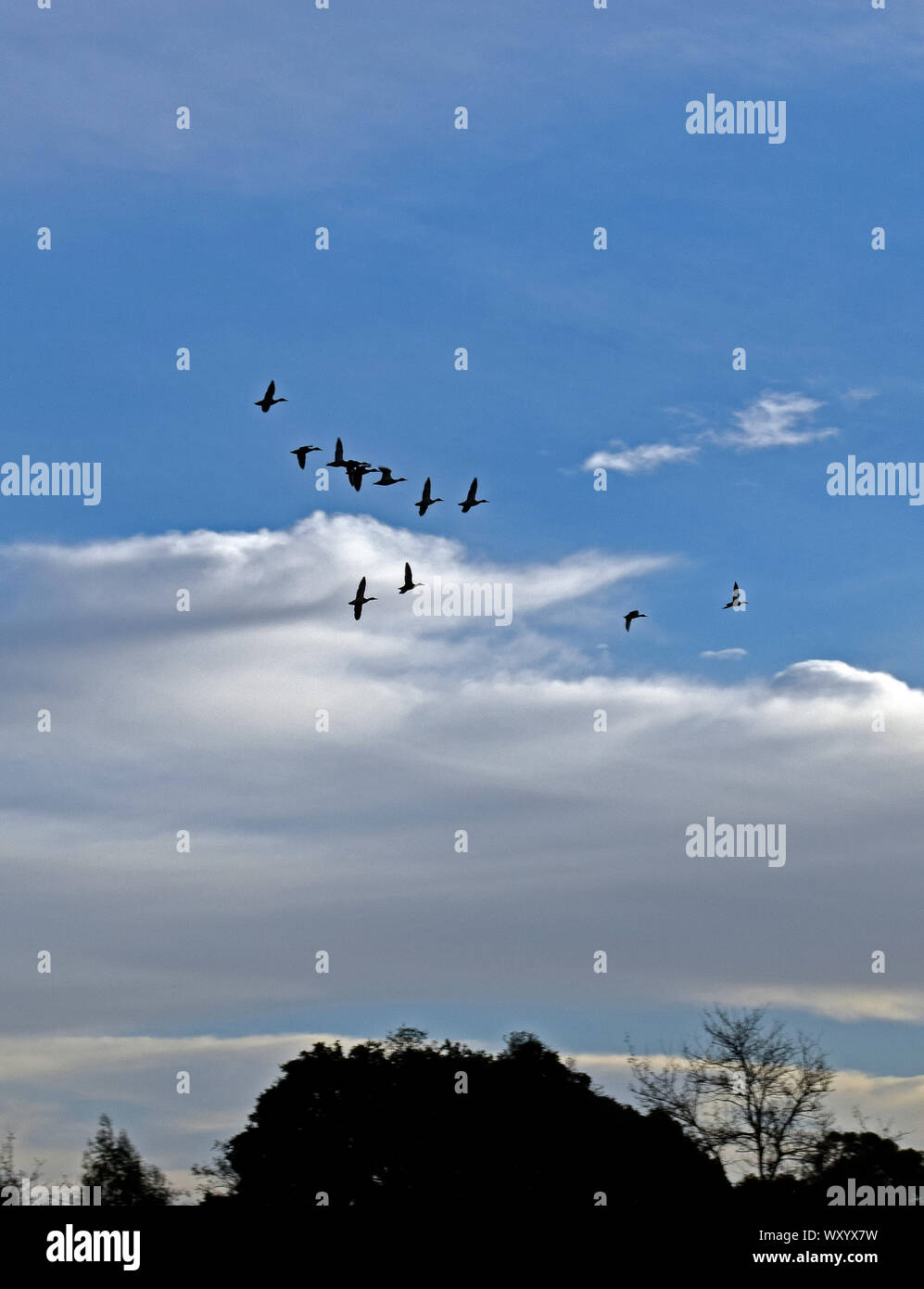 Birds flock california hi-res stock photography and images - Alamy