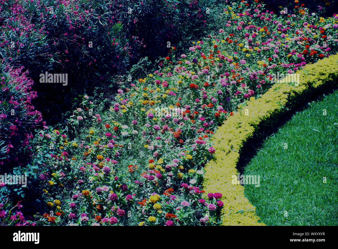 Multi-colored flowers in your garden Stock Photo - Alamy