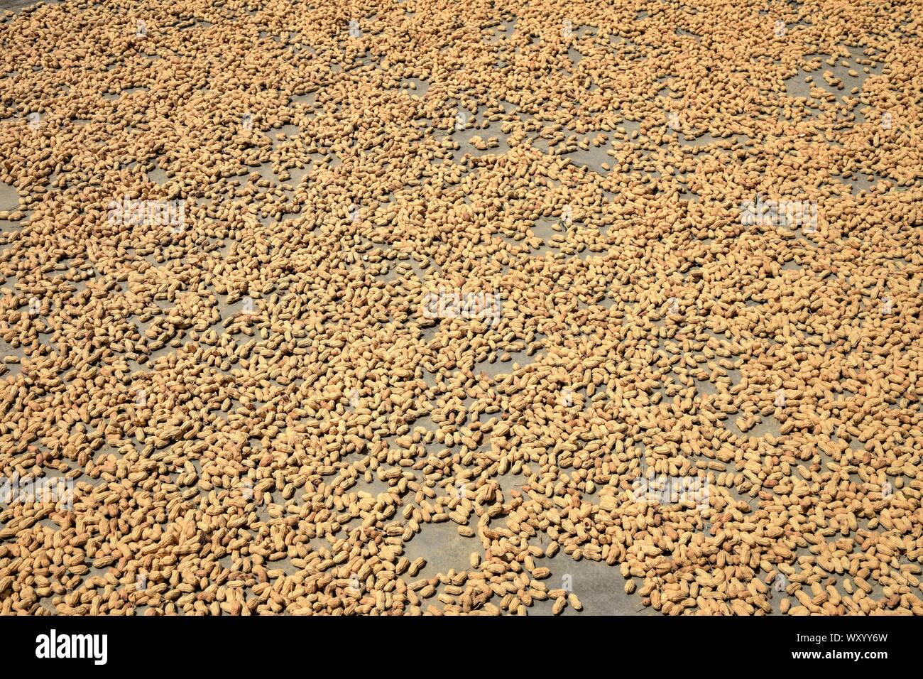 Drying groundnuts hi-res stock photography and images - Alamy