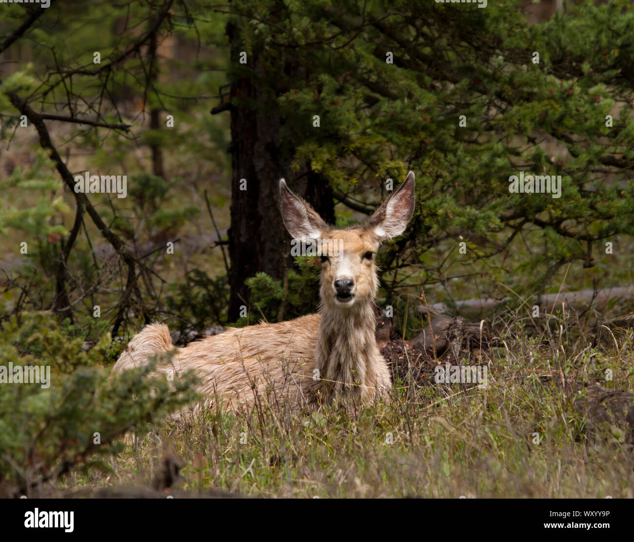 Mule deer hunting hi-res stock photography and images - Alamy