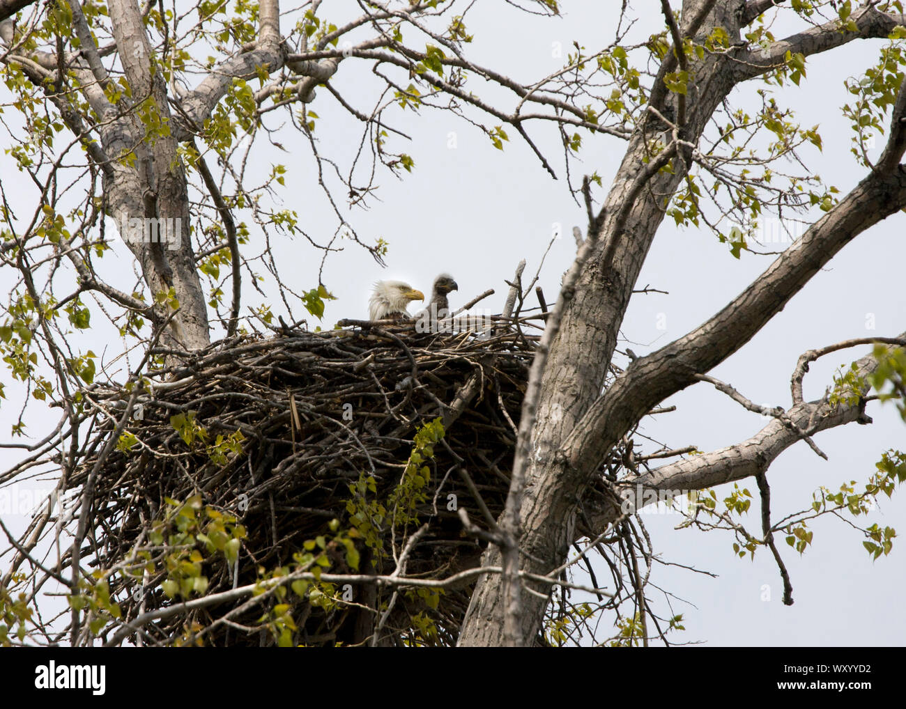 Bald eagle eaglet nest hi-res stock photography and images - Alamy