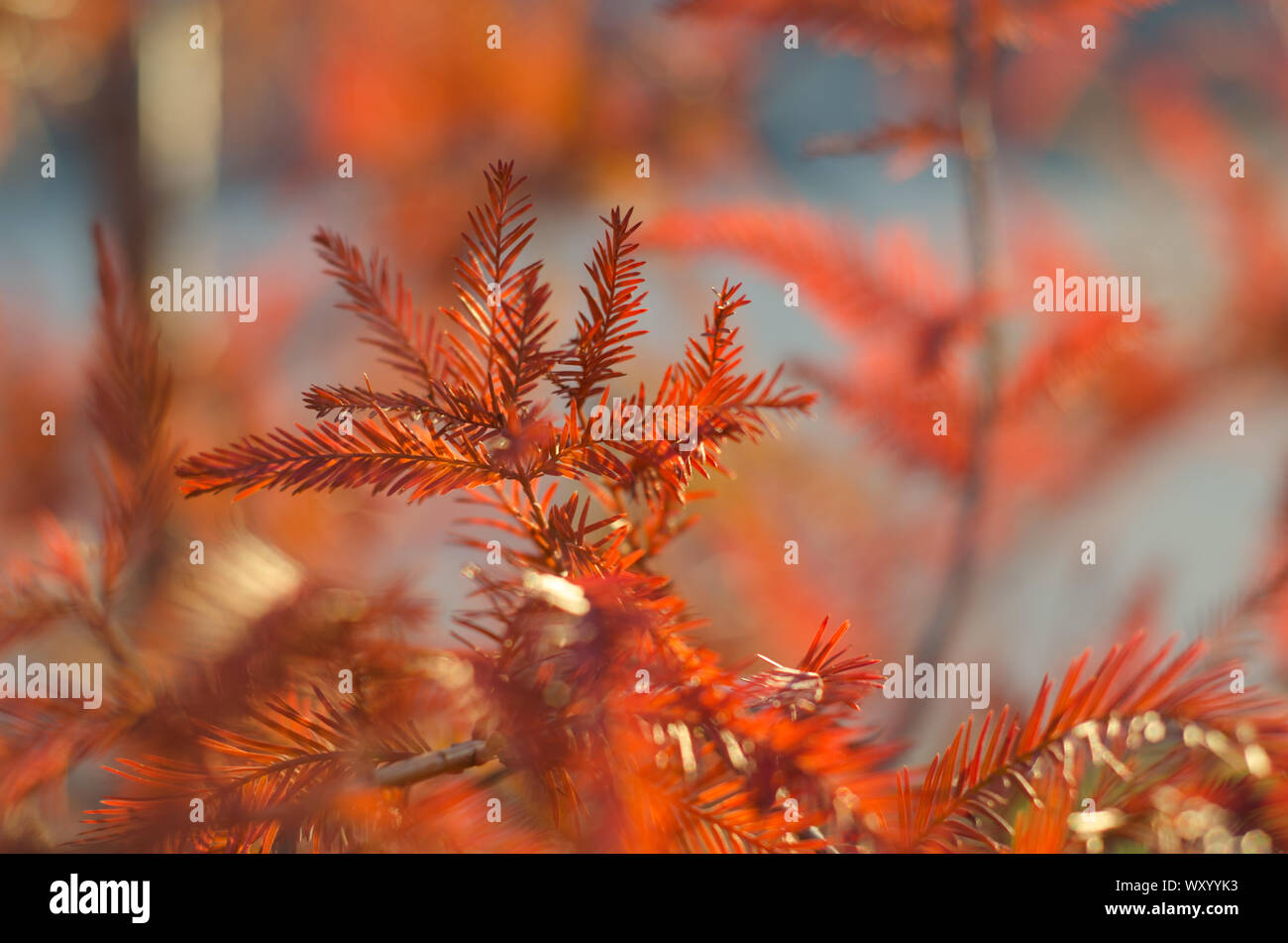 Tree leaves turning color in fall Stock Photo - Alamy