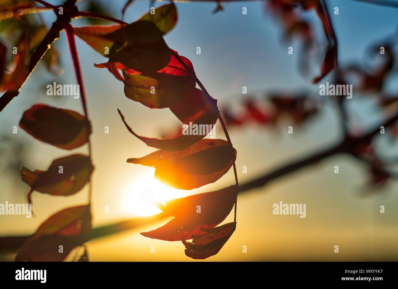 Tree leaves turning color in fall Stock Photo - Alamy
