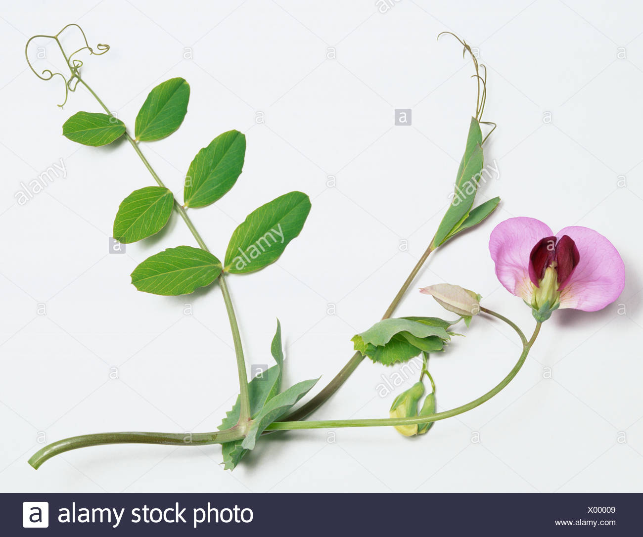 Pisum Sativum Flowers Stock Photos & Pisum Sativum Flowers Stock Images ...