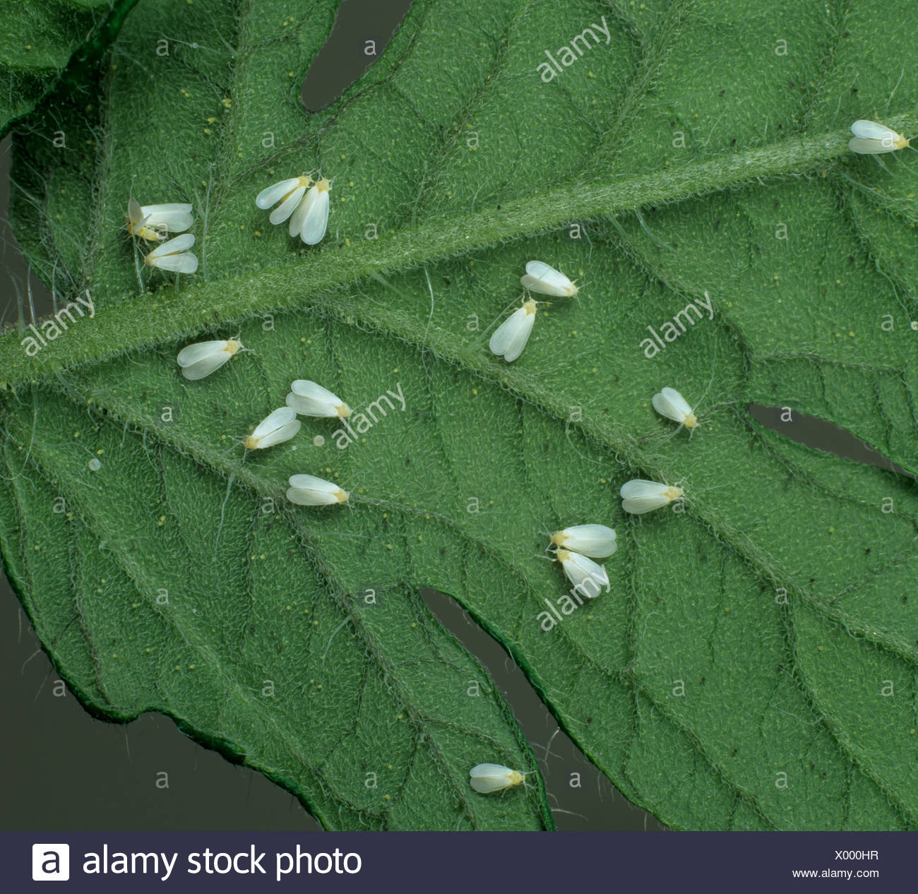 Greenhouse Whitefly High Resolution Stock Photography and Images - Alamy
