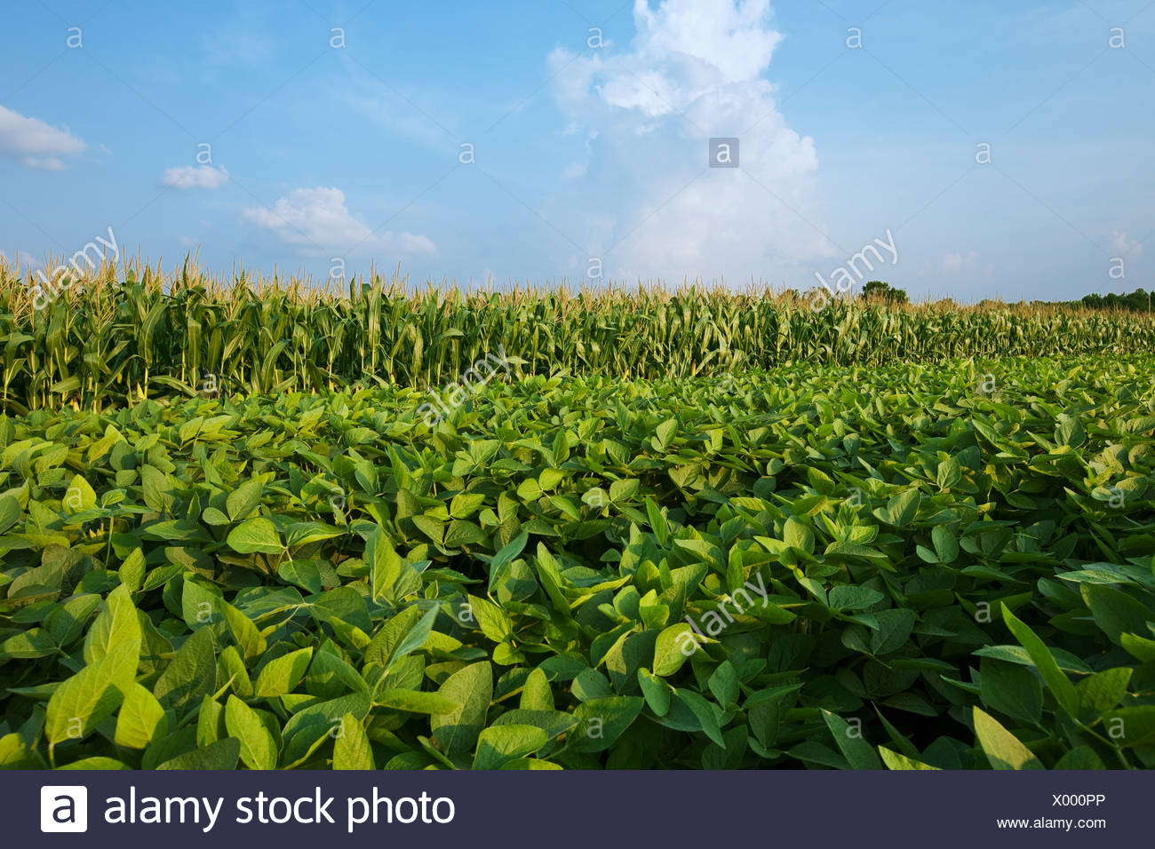 Mid Rotation High Resolution Stock Photography and Images - Alamy