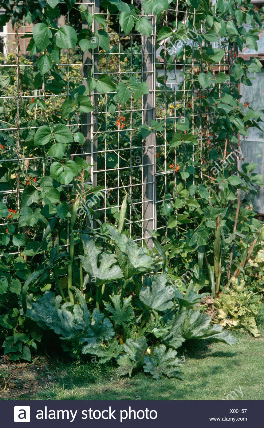 Marrow Plant Stock Photos & Marrow Plant Stock Images - Alamy