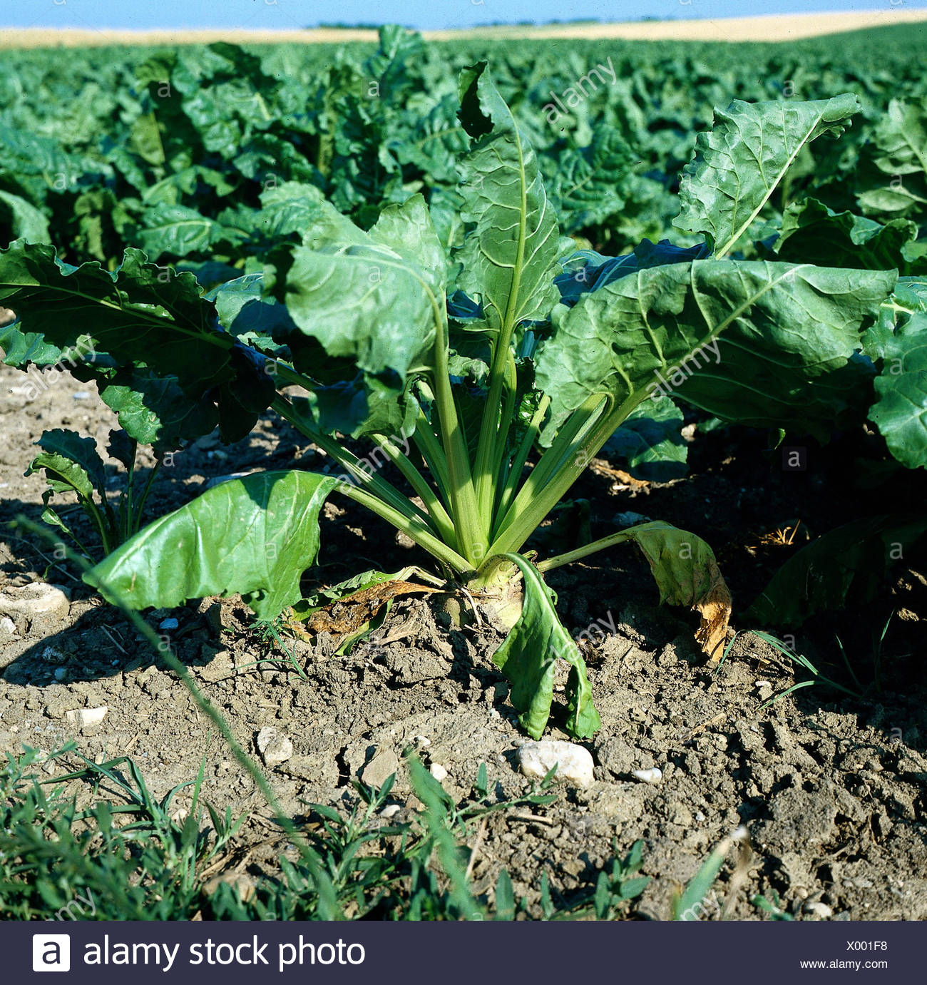 Beta Vulgaris Var Altissima High Resolution Stock Photography and ...