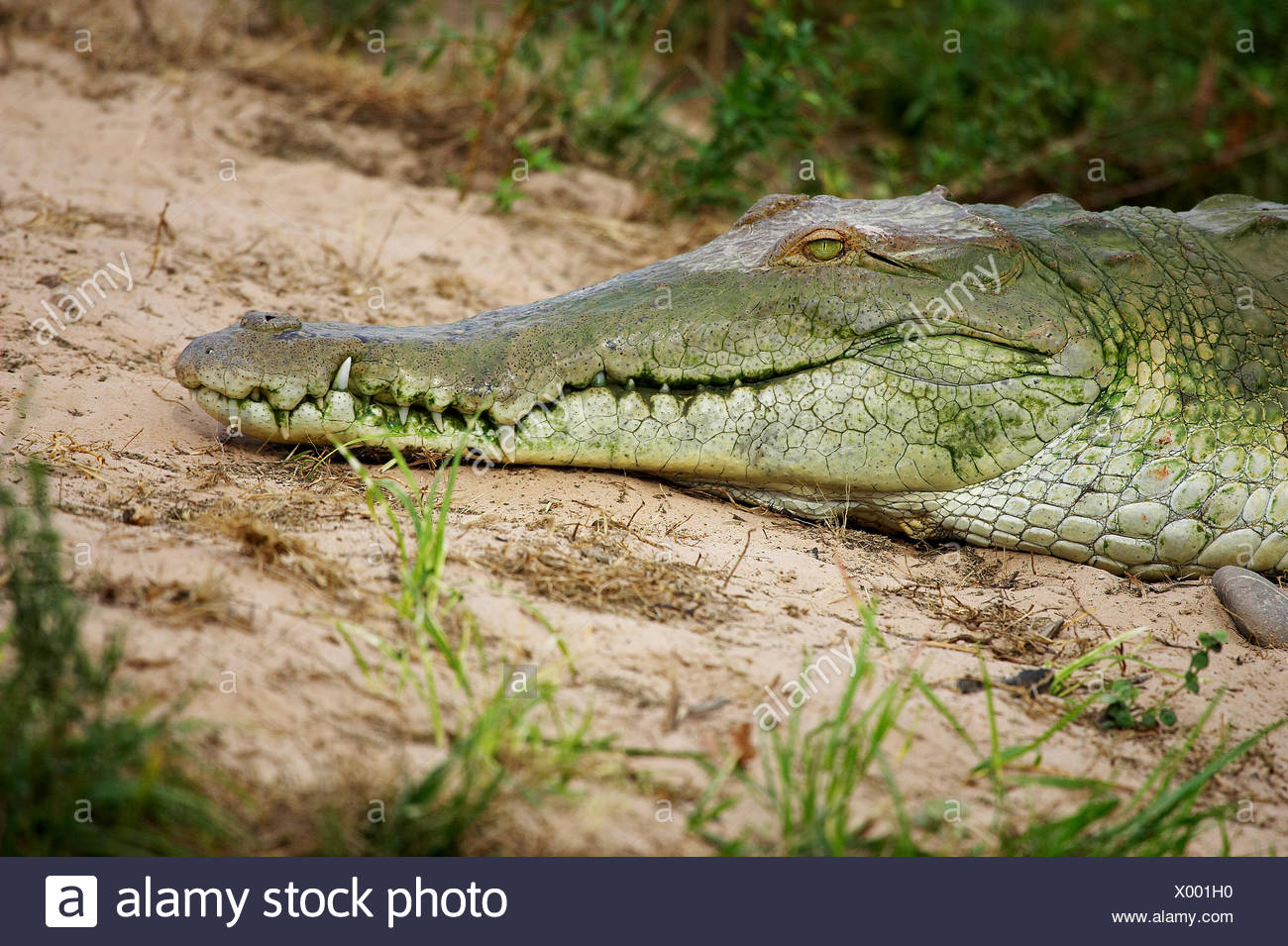 Orinoco Crocodile Stock Photos & Orinoco Crocodile Stock Images - Alamy