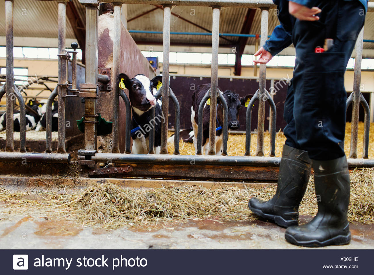 Hay Boots High Resolution Stock Photography and Images - Alamy